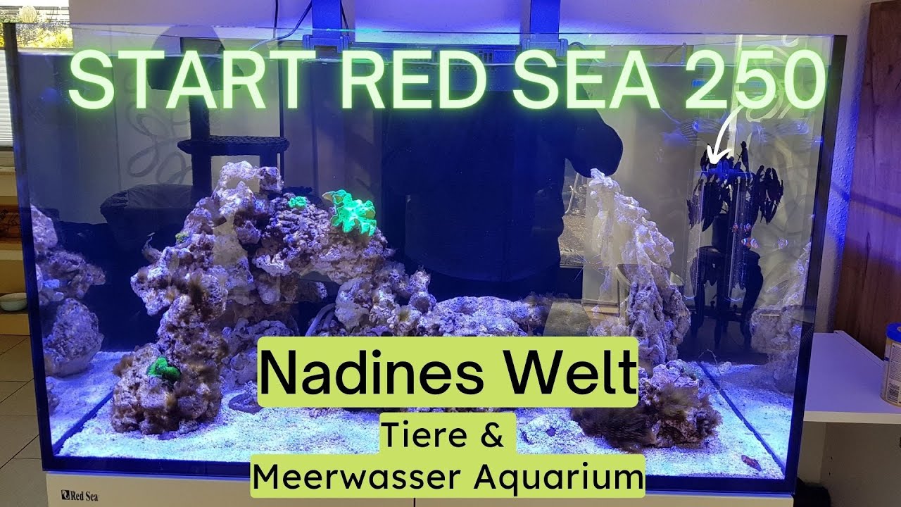 Unser START Red Sea Reefer 250/ Meerwasser Aquarium/ Red Sea 250 ...