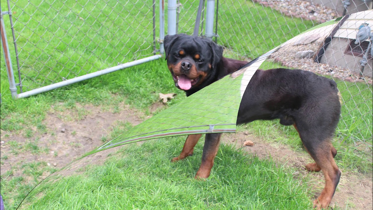 Rottweiler Growing Up Part 2 - YouTube