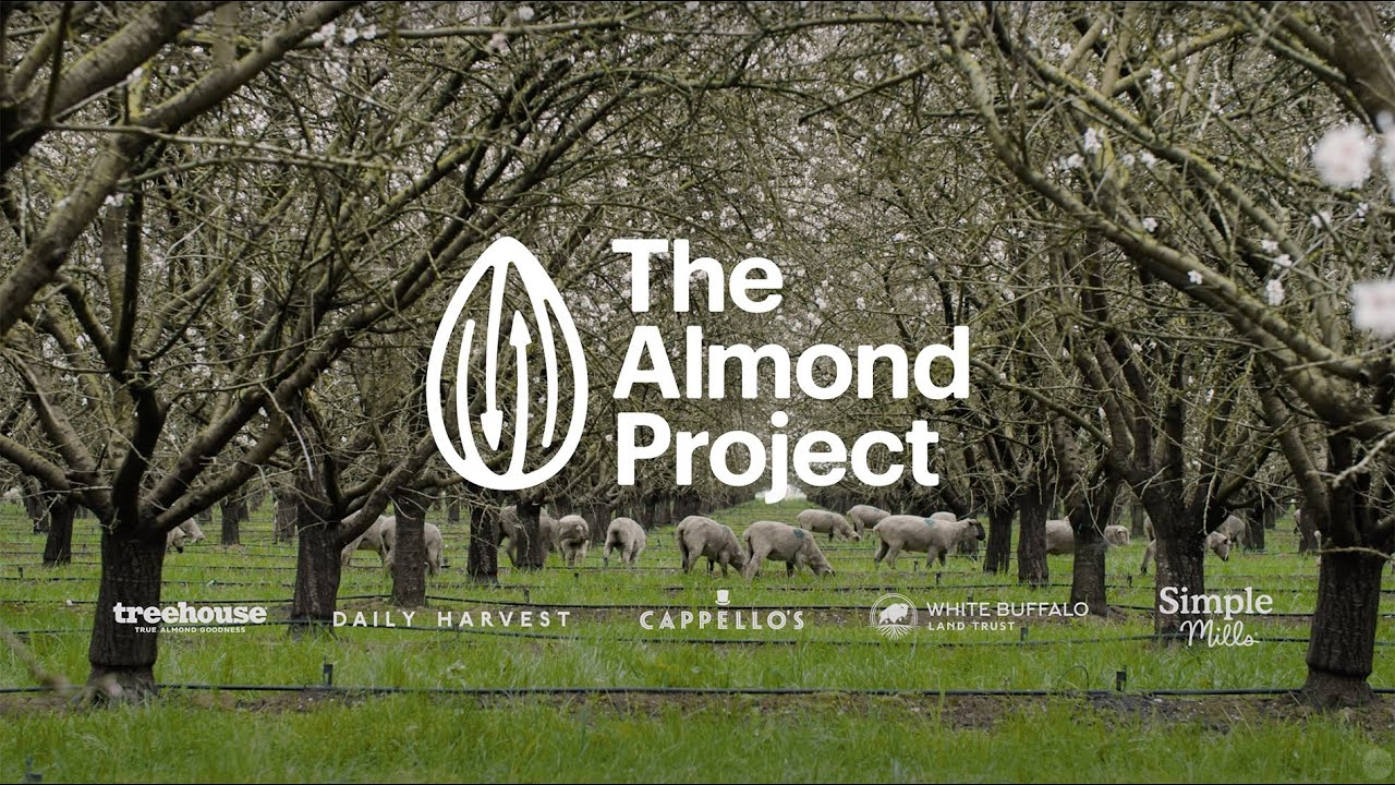 The Almond Project Bloom Tour 2023 - YouTube