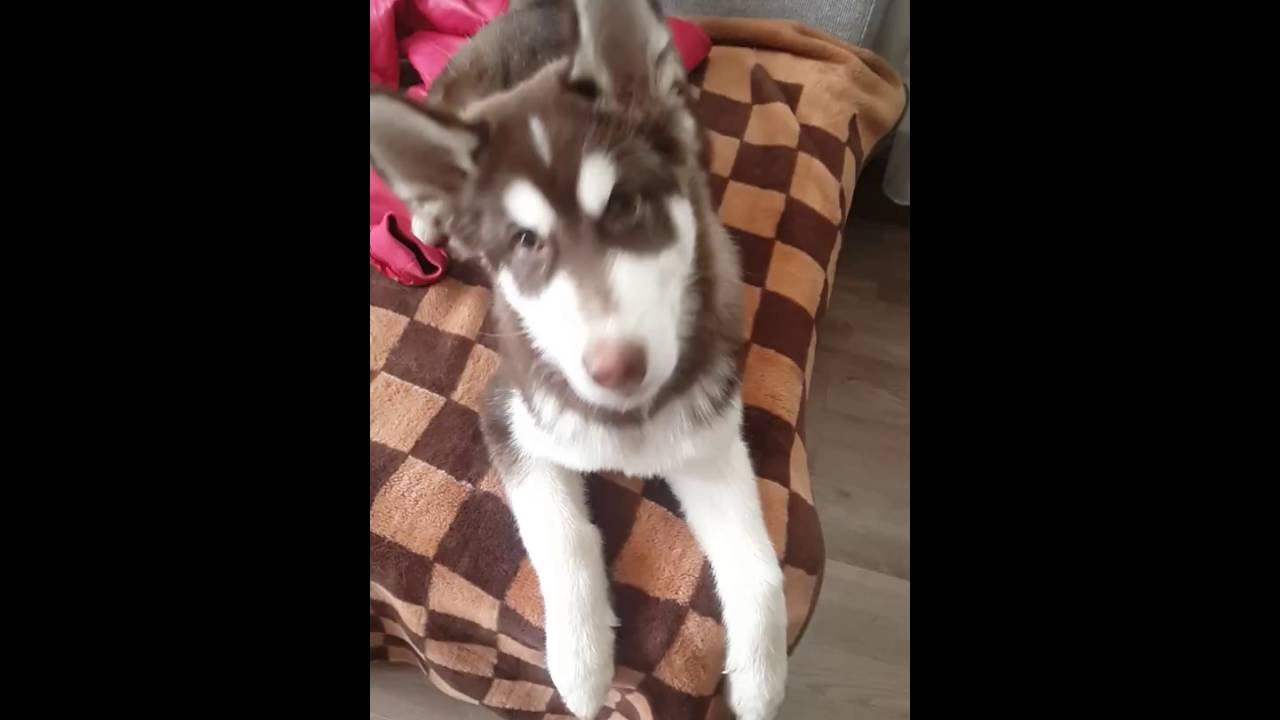 Хаски Честер боится спрыгнуть с дивана Husky Scared - YouTube