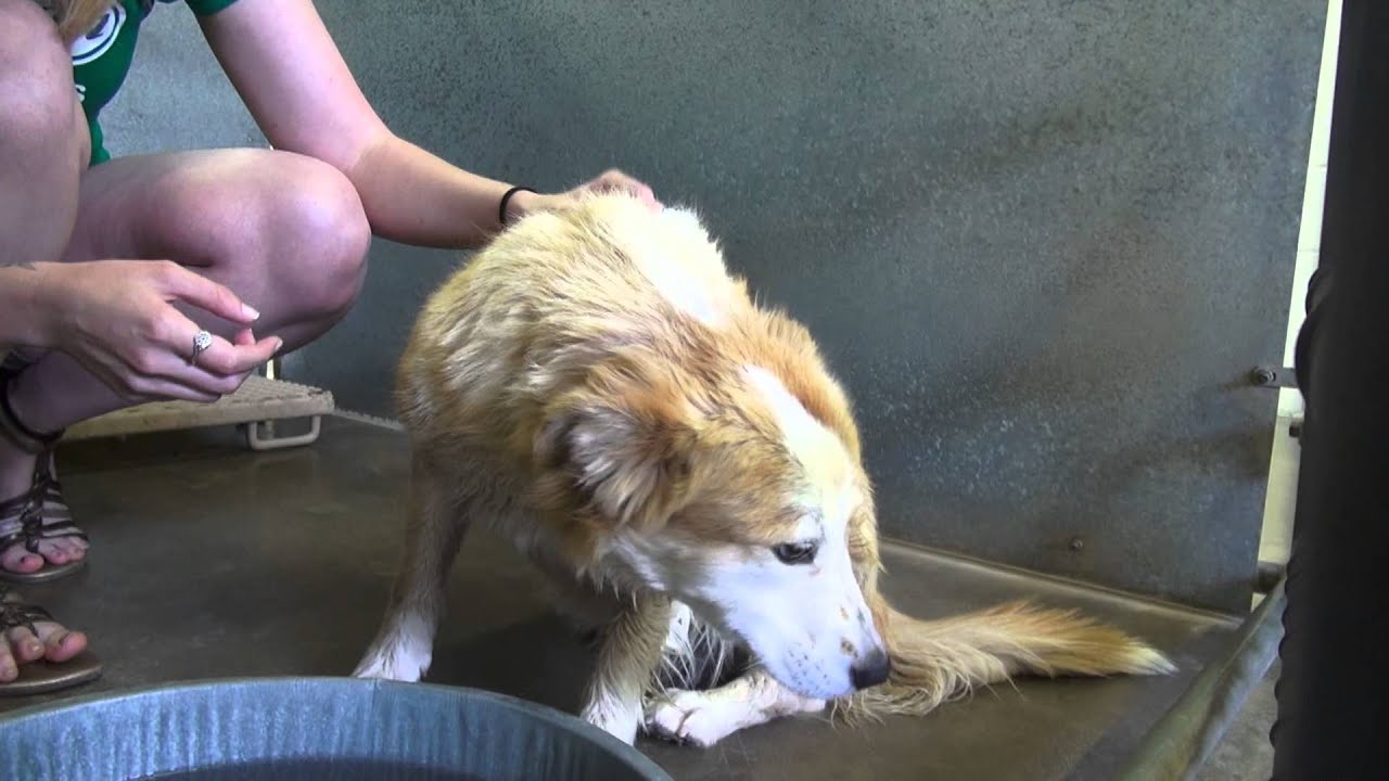 #45512 (Stray) Border Collie Female - YouTube