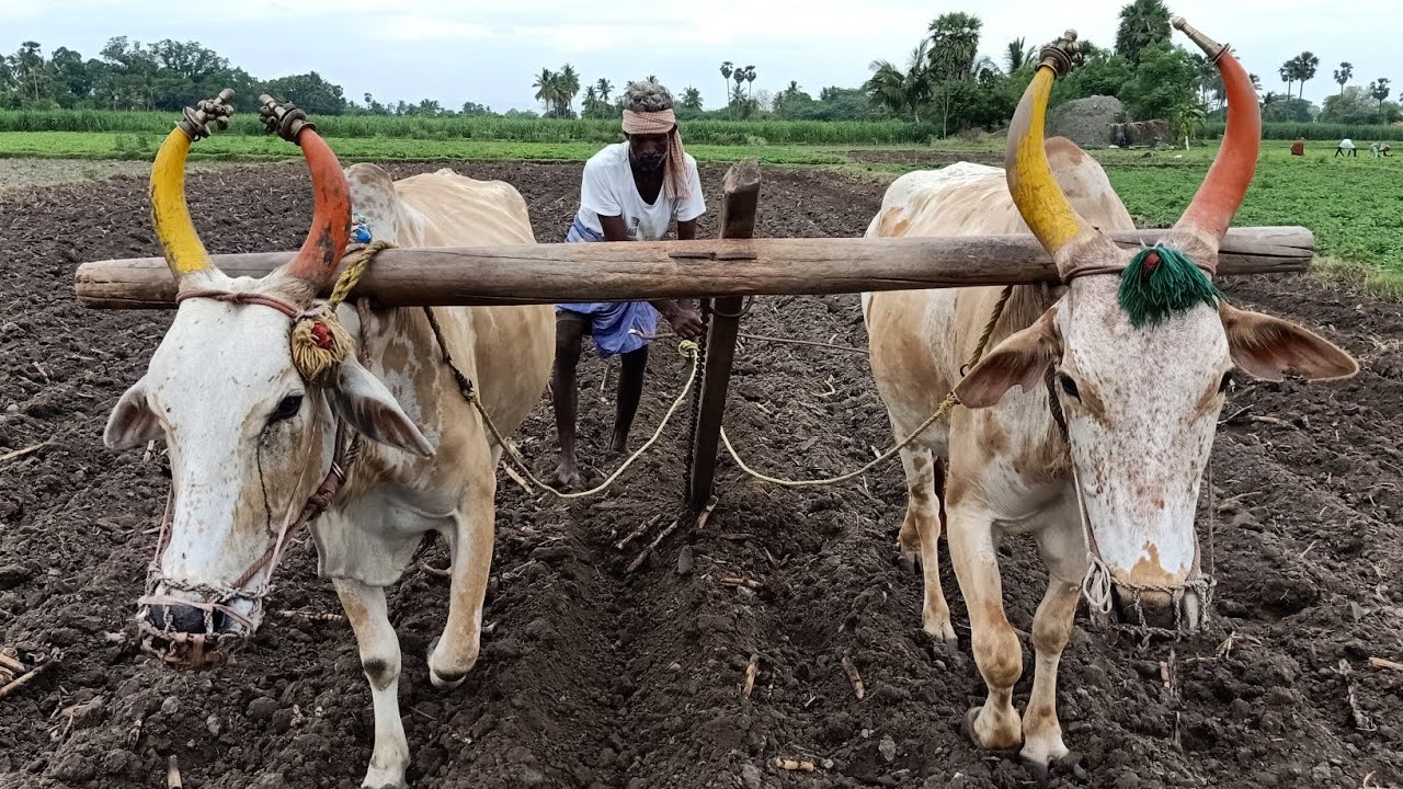 bullock farming in black mud soil farming of sugarcane using bullock ...