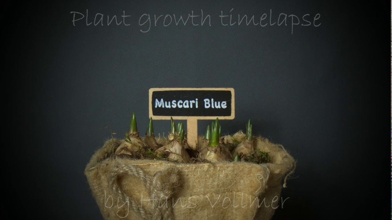 Muscari blue plant growth timelapse - YouTube