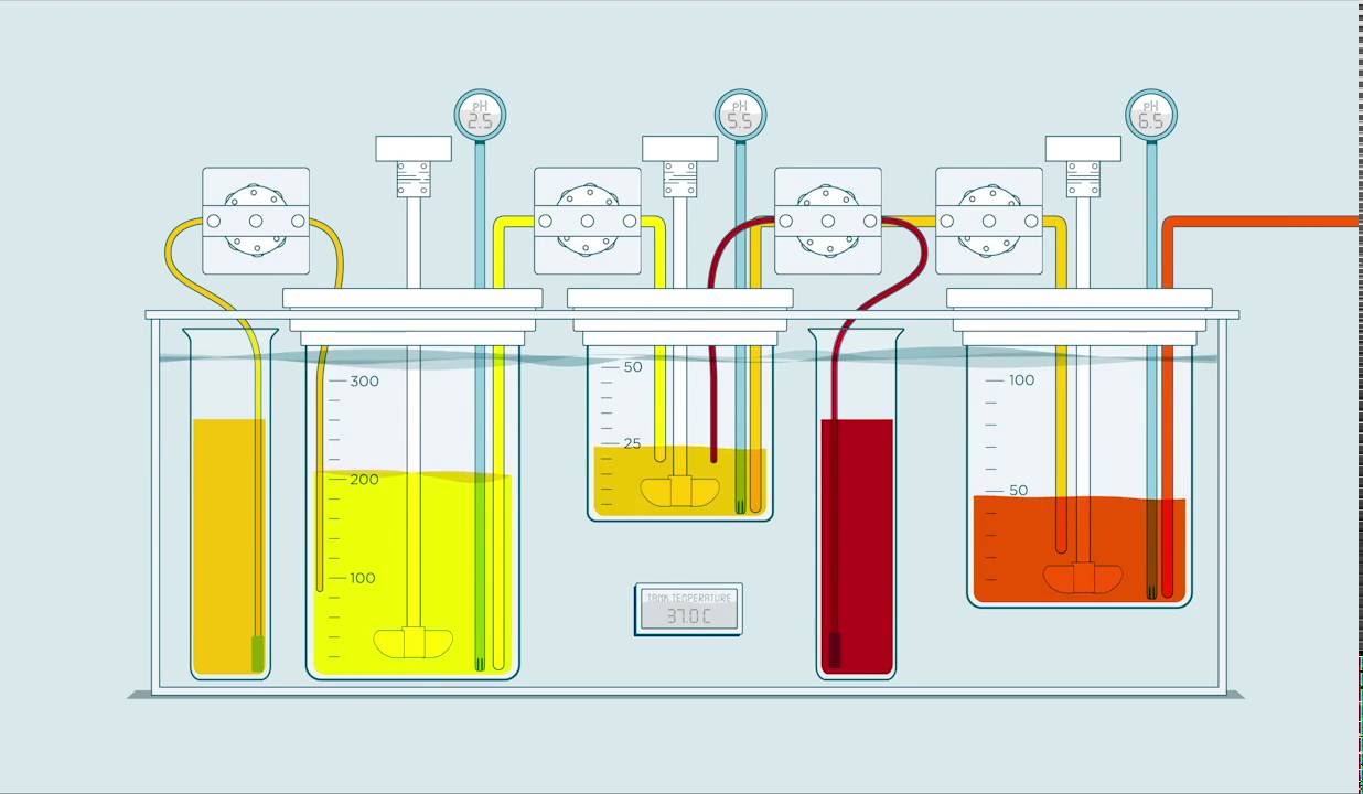 Gastro-Intestinal Simulator (GIS) Animation [720p - No Sound] - YouTube