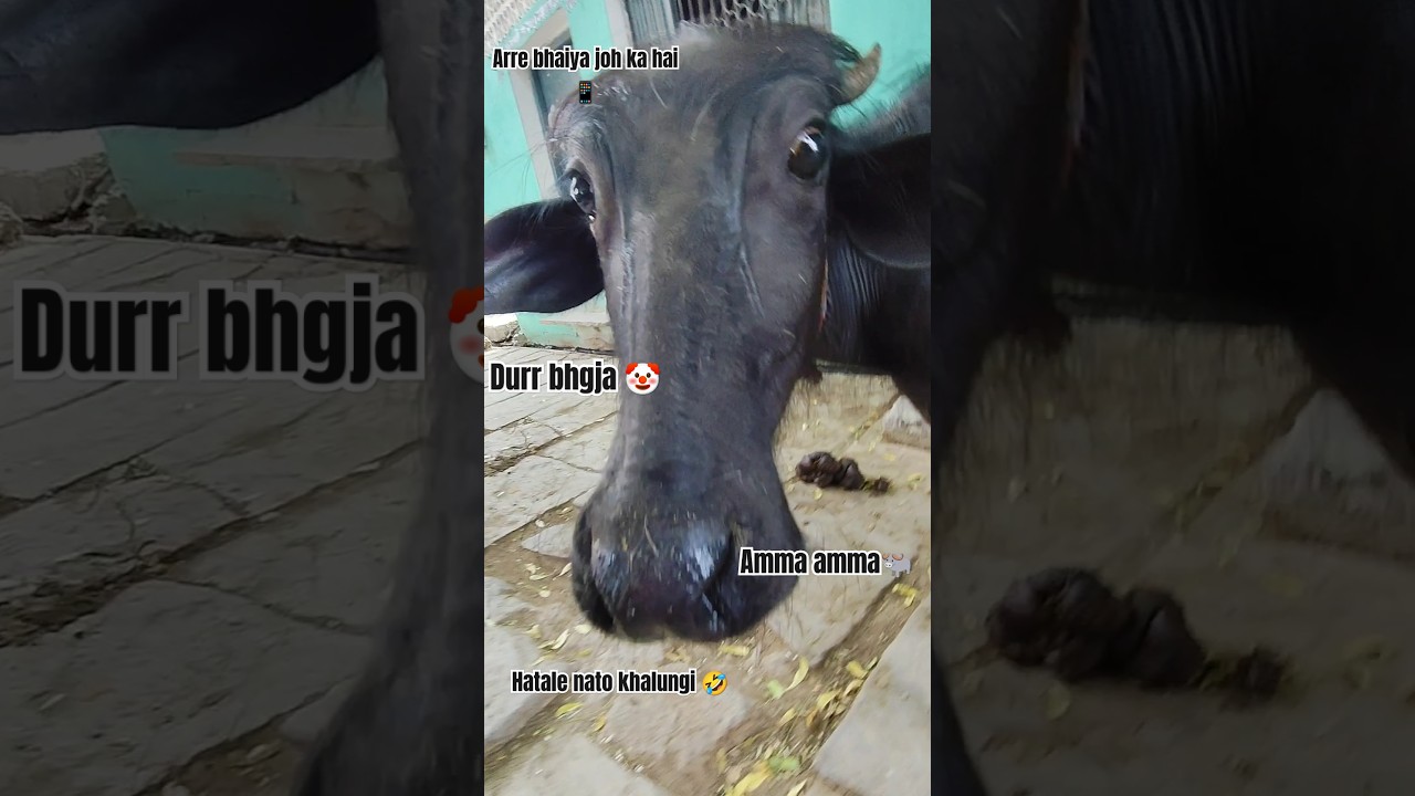 allu ke banda🤣🤣 #bundelkhandi #series1 #famousshorts #vlog #viralvideo ...