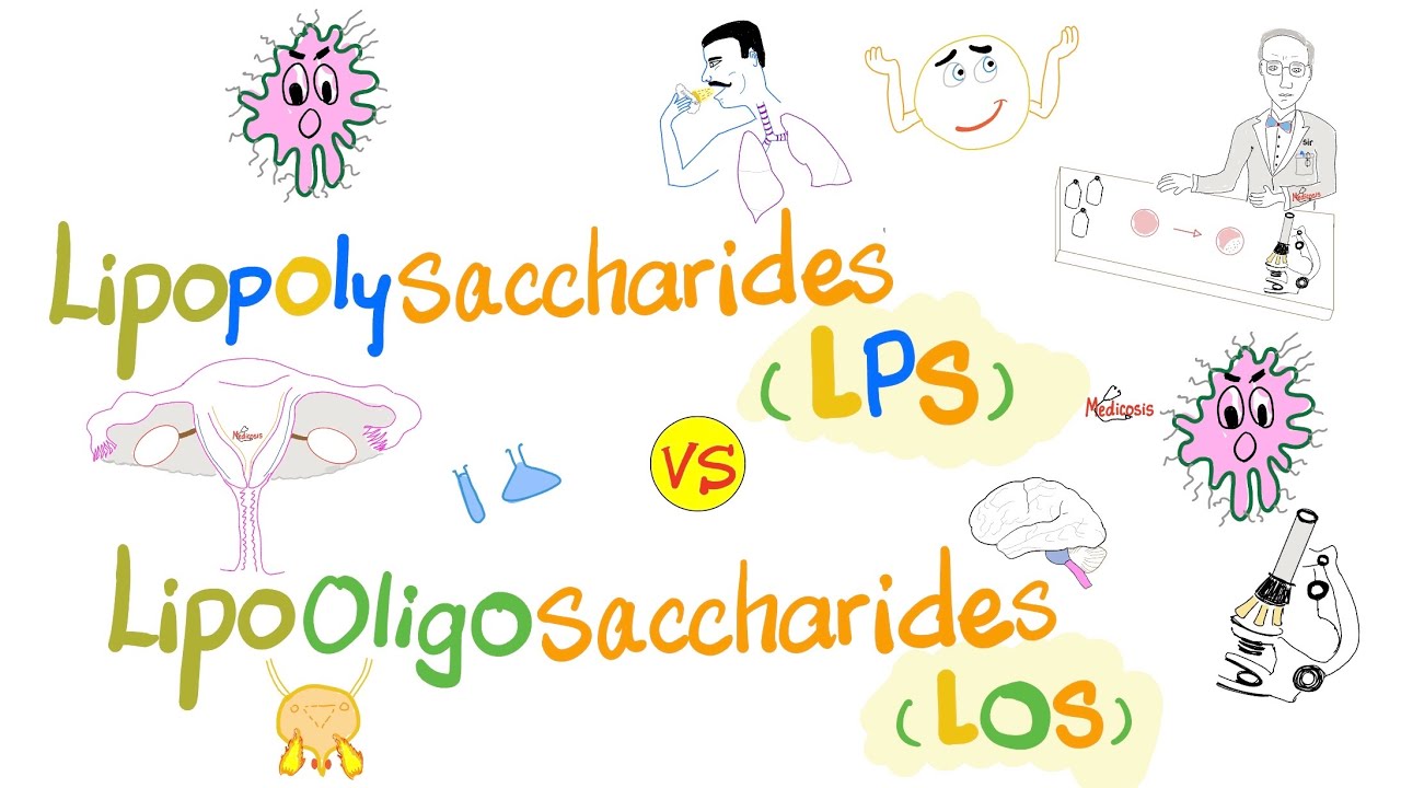 Lipopolysaccharides (LPS) vs Lipooligosaccharides (LOS) |Gram ...