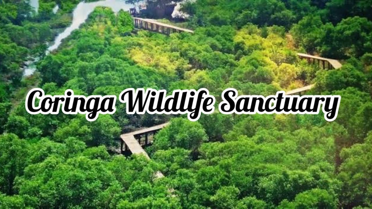 Coringa Wildlife Sanctuary - PART 2 | India’s 3rd largest Mangrove ...