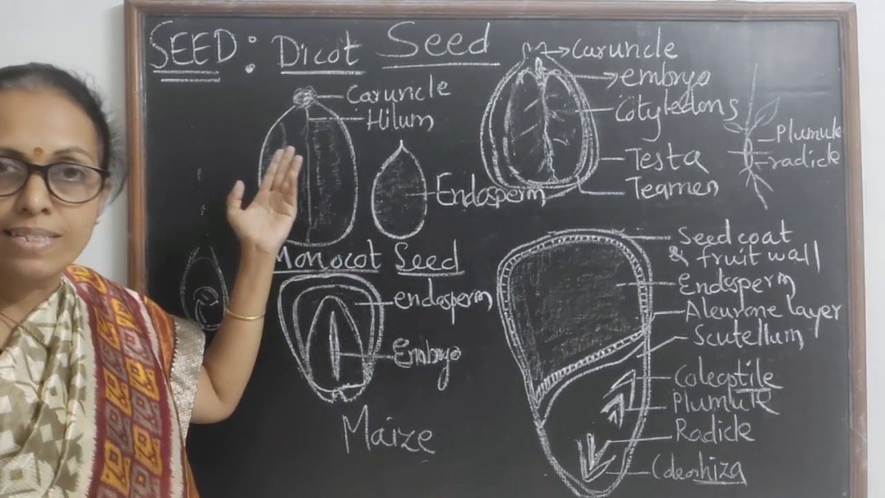 Seed Structure in dicot and monocot with respect to Castor and Maize ...