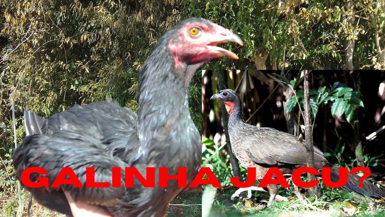 GANHEI UMA NOVA AVE DIFERENTE TODA PRETA! Filha de GALINHA JACU! Parece ...