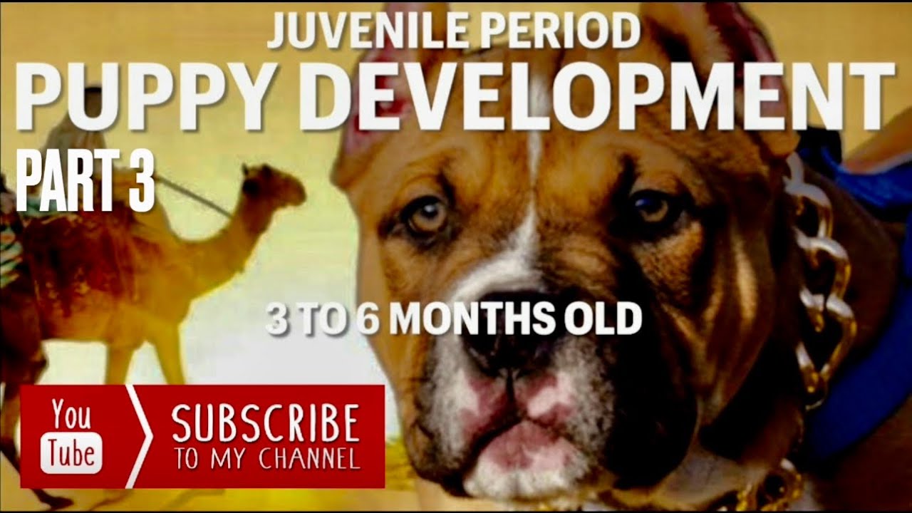 Stages of Development Pt. 3 | Puppy Juvenile Period 3 - 6 Month Old Dog ...