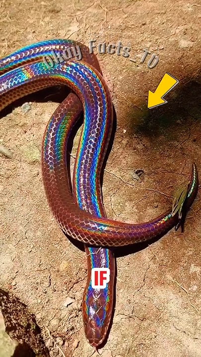Beware! The Beauty of the Rainbow Snake Can Be Deceiving‼️#snake # ...