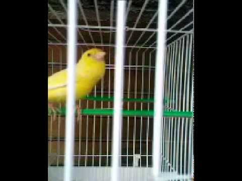ΚΑΝΑΡΙΝΙ ΜΑΛΙΝΟΥΑ ΓΙΑΝΝΗΣ ΒΟΛΟΣ - YouTube