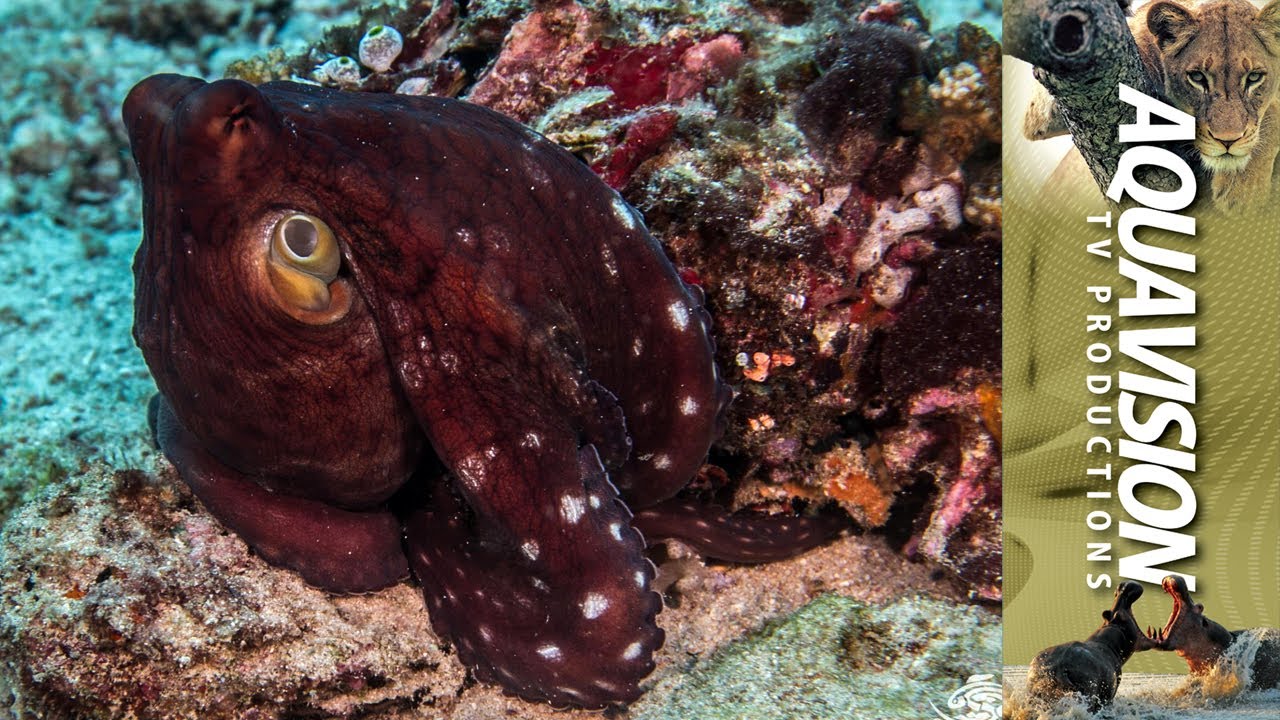Octopus cyanea | UltraHD Stock Footage - YouTube