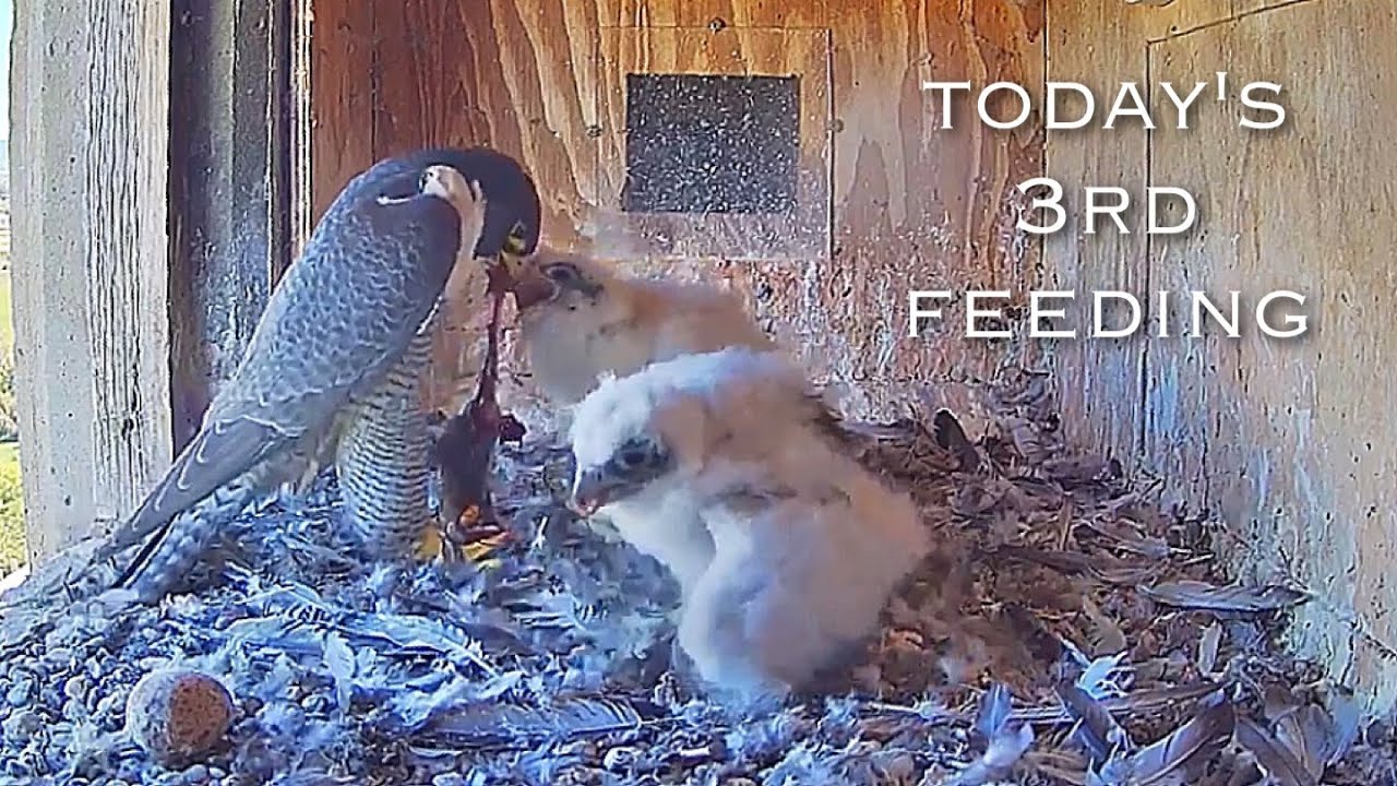 #153🦅Falcon Nest ／Box Camera - FalconCam Project LIVE - YouTube