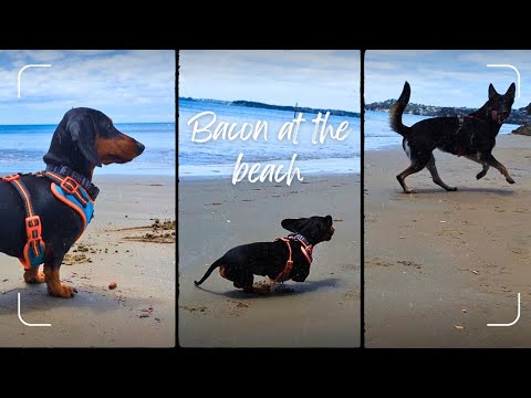 Bacon, the mini dachshund, gets scared of a big dog while walking at ...