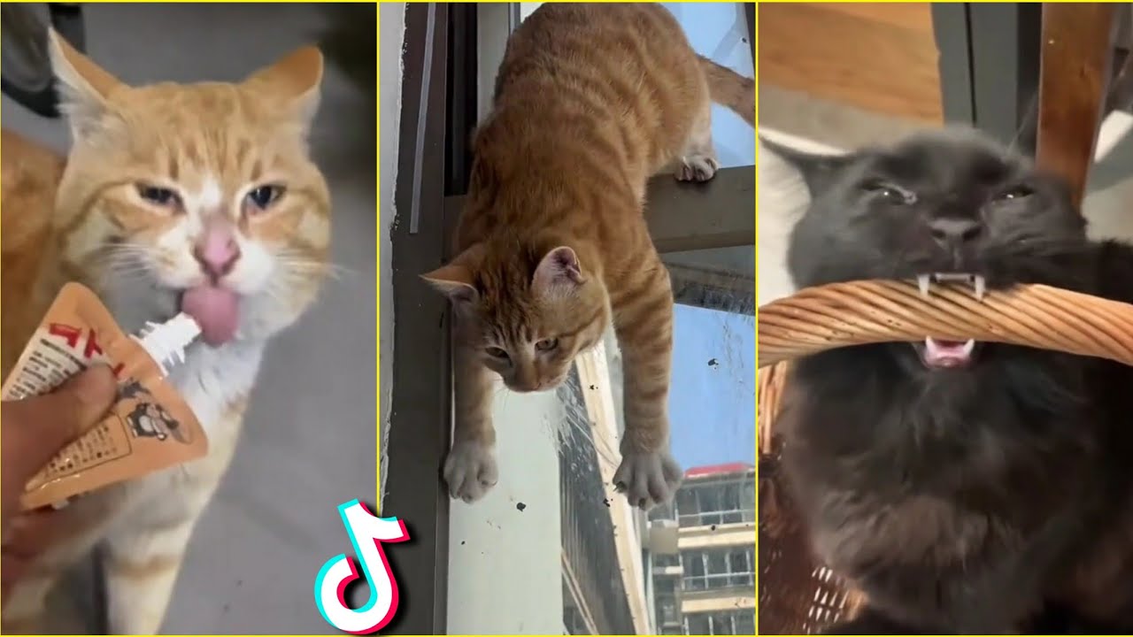 Funny Cats TikTok - Compilation 2024 #11 - YouTube