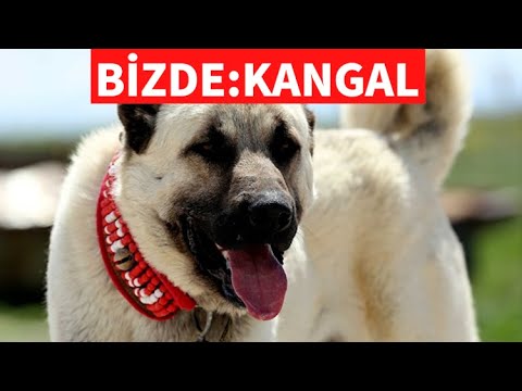 ONLAR vs BİZ...                                                                 (ABD-TR)