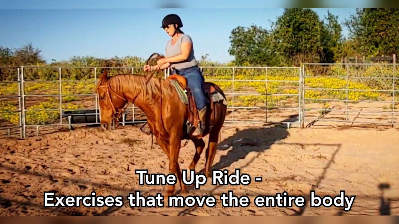 Tune up Exercises - Basic riding Exercises that move the horse's entire ...