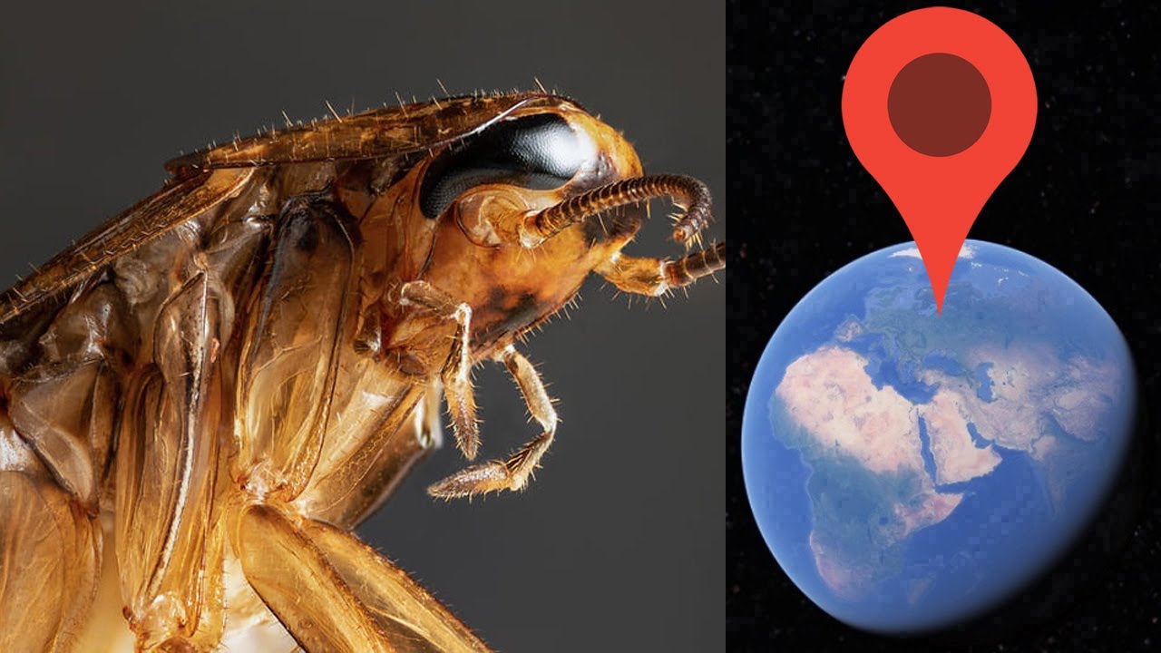 Giant Cockroach on Google Earth! Entomophobia - YouTube