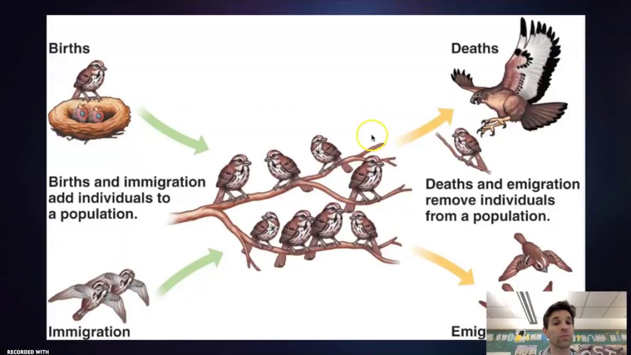 MUHS AP Biology 8.2 - Population Dynamics - YouTube