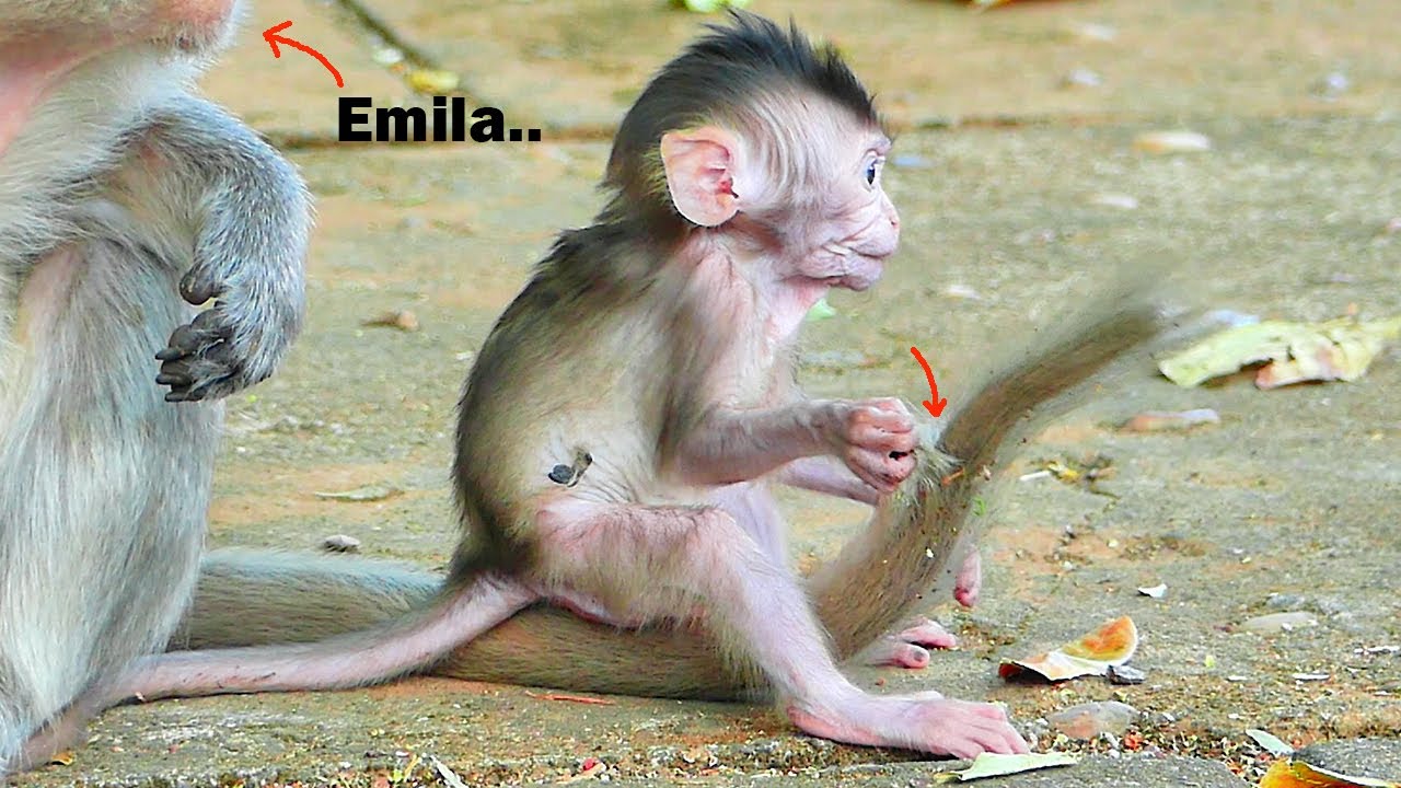 Cute Baby Monkey EMOLY Sit And Play Long Tail Of Mama EMILY On The ...