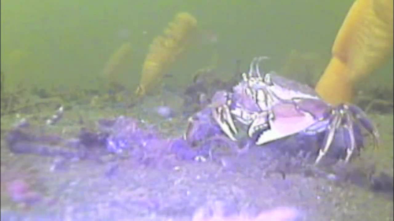 New underwater video of the pacific ocean - YouTube