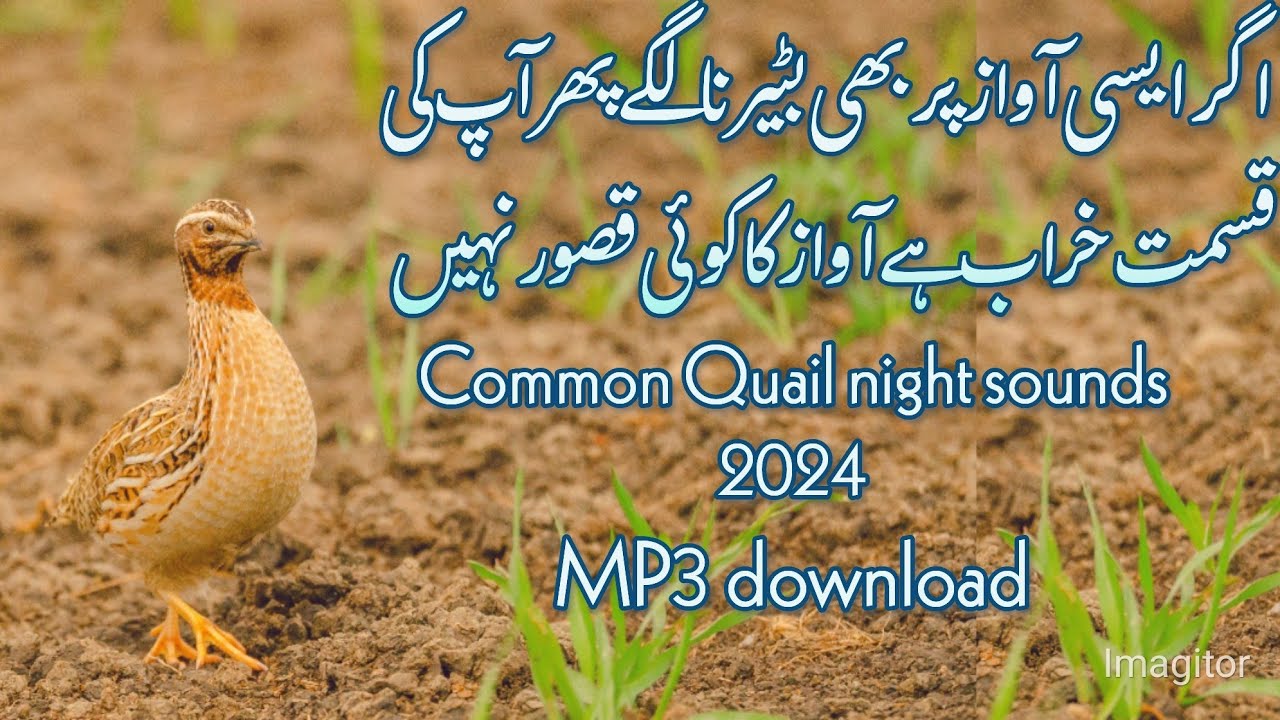 common Quail night sound / Batair ki night Awaz 2024 - YouTube