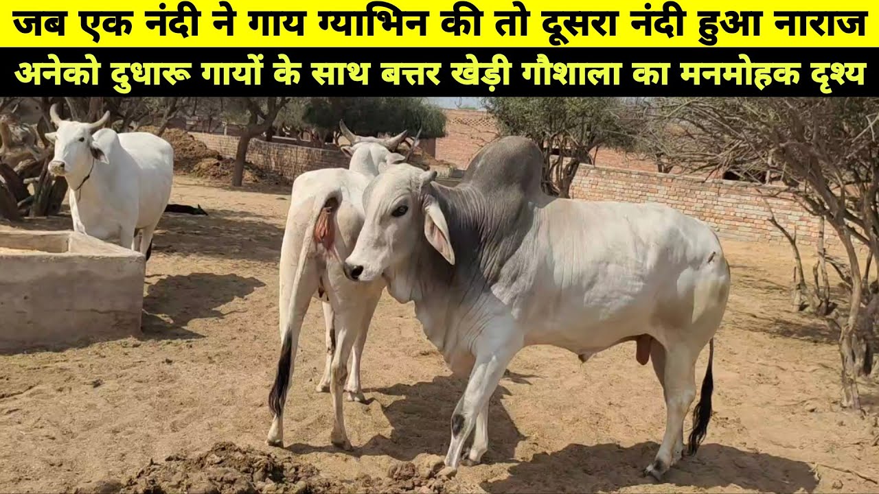 बत्तर खेड़ी गौशाला की दुधारू गायों और बछड़ियों से मिलें👌Most Beautiful ...