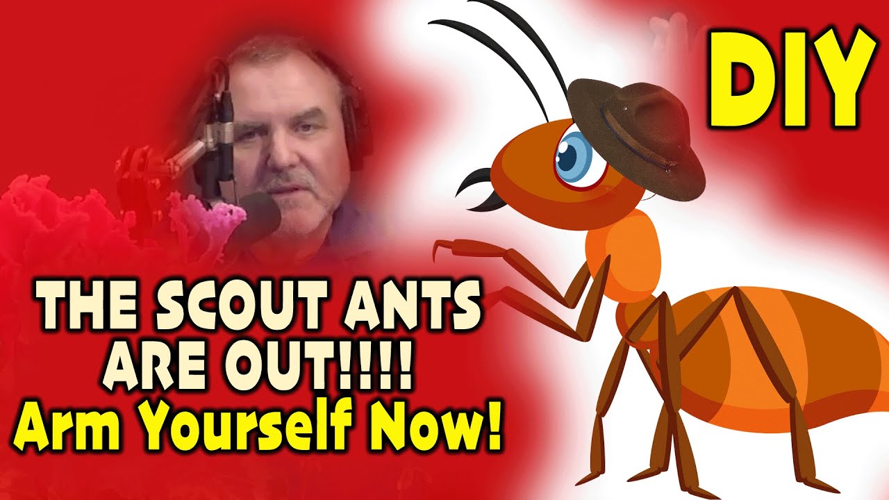The Scout Ants Are Out! Time to Protect Your Home from Insects! - YouTube