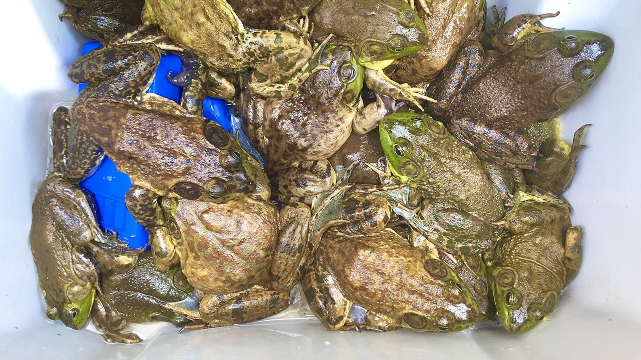 5 Nights Fishing for MASSIVE BULLFROGS in a SWAMP! How To CATCH, CLEAN ...