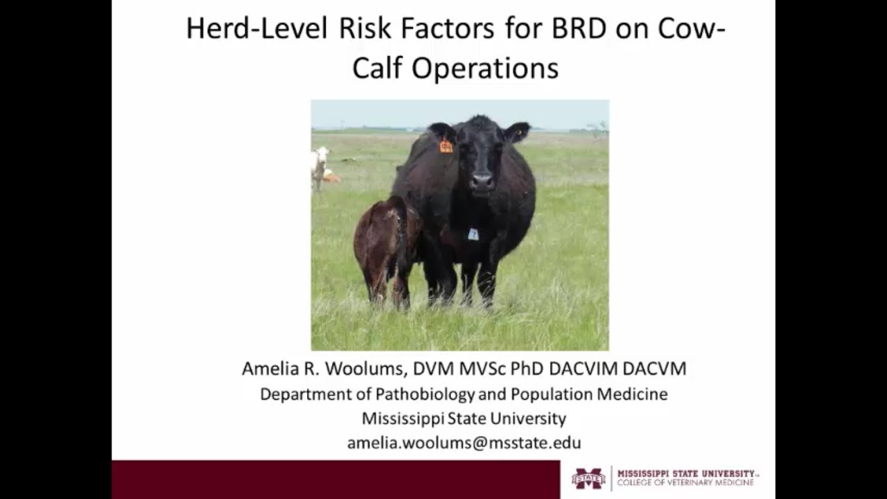 Risk Factors for BRD on Cow-Calf Operations - YouTube
