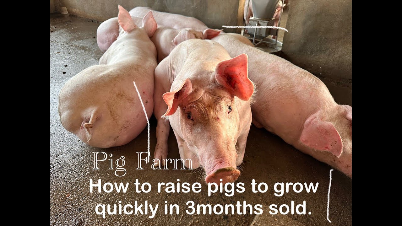 Pig: How to raise pigs to grow quickly in 3 months, sold. - YouTube