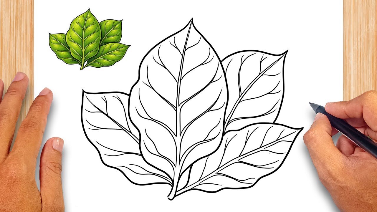 How to draw Tobacco Leaf - Easy Drawing for Kids & Beginners - YouTube