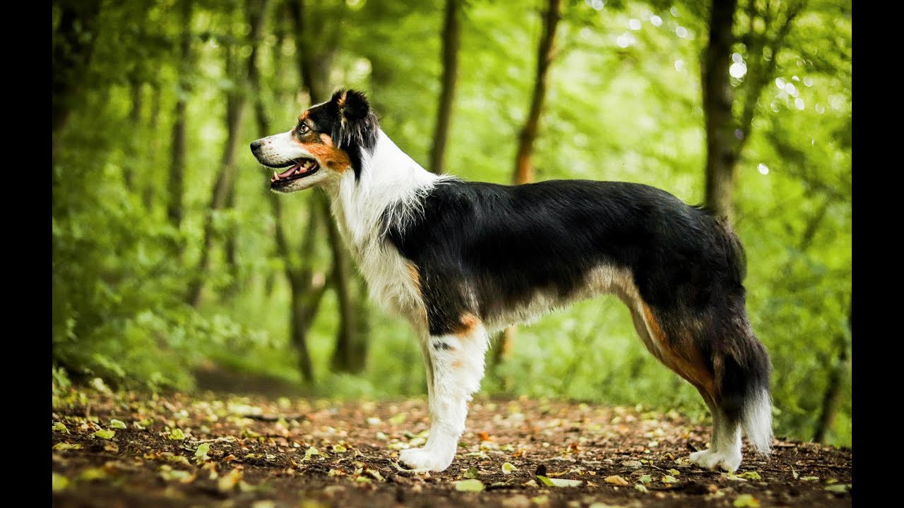 Crazy - Border Collie I 4 years - YouTube