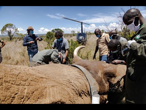 Technology for Elephants - YouTube