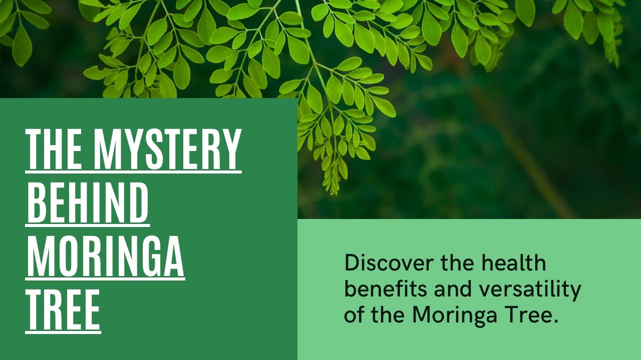 Moringa Tree; The Miracle Tree Unveiled #healthychoices - YouTube