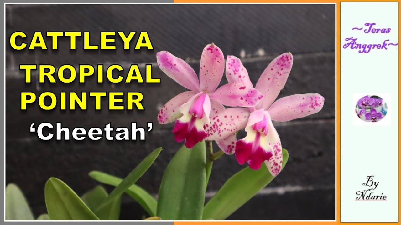 CATTLEYA TROPICAL POINTER 'CHEETAH' - YouTube