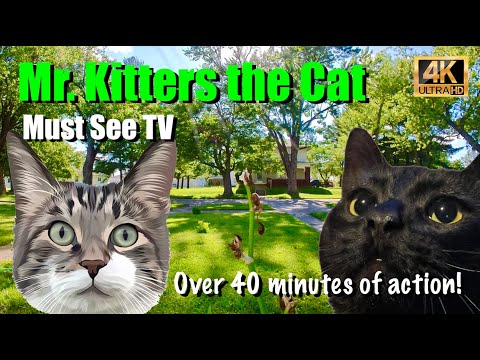 Mr. Kitters the Cat 📣🐈 Must See TV! Over 40 minutes of action! 🍿📺