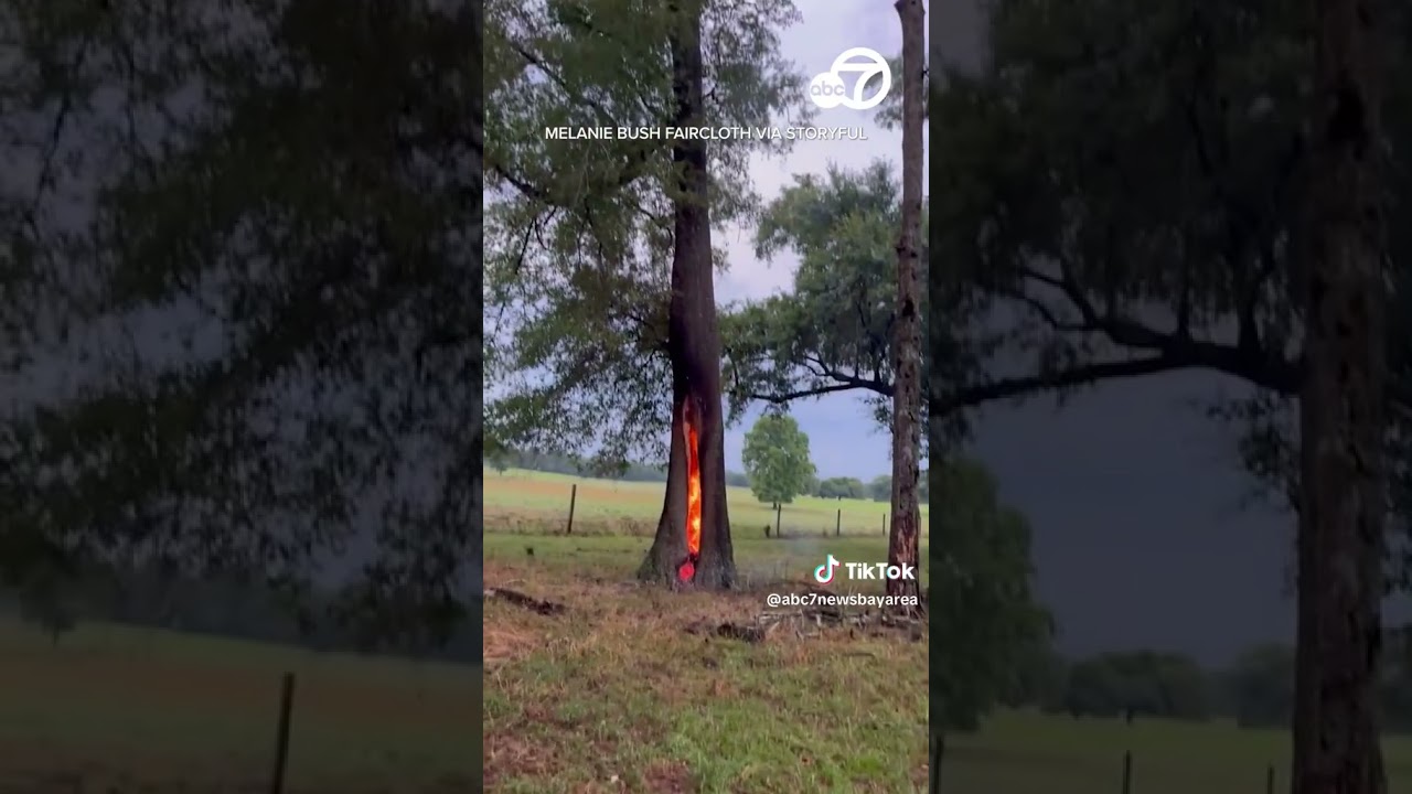 Catching Fire Lightning Tree
