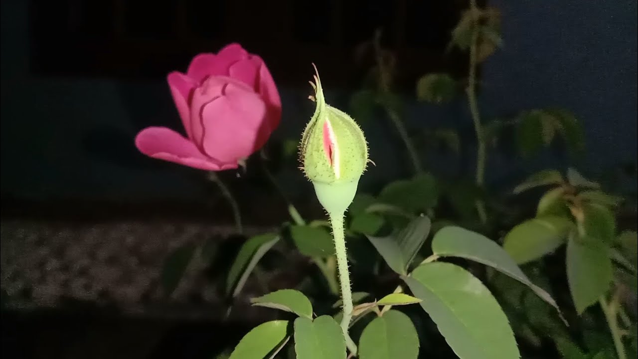 bunga mawar pink mau mekar sangat cantik - YouTube