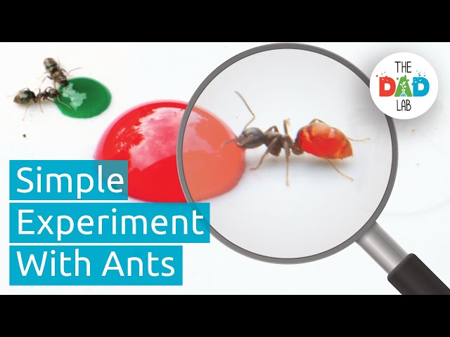 Changing Ants Colours | Fun Outdoor Science Experiment - Videos For Kids
