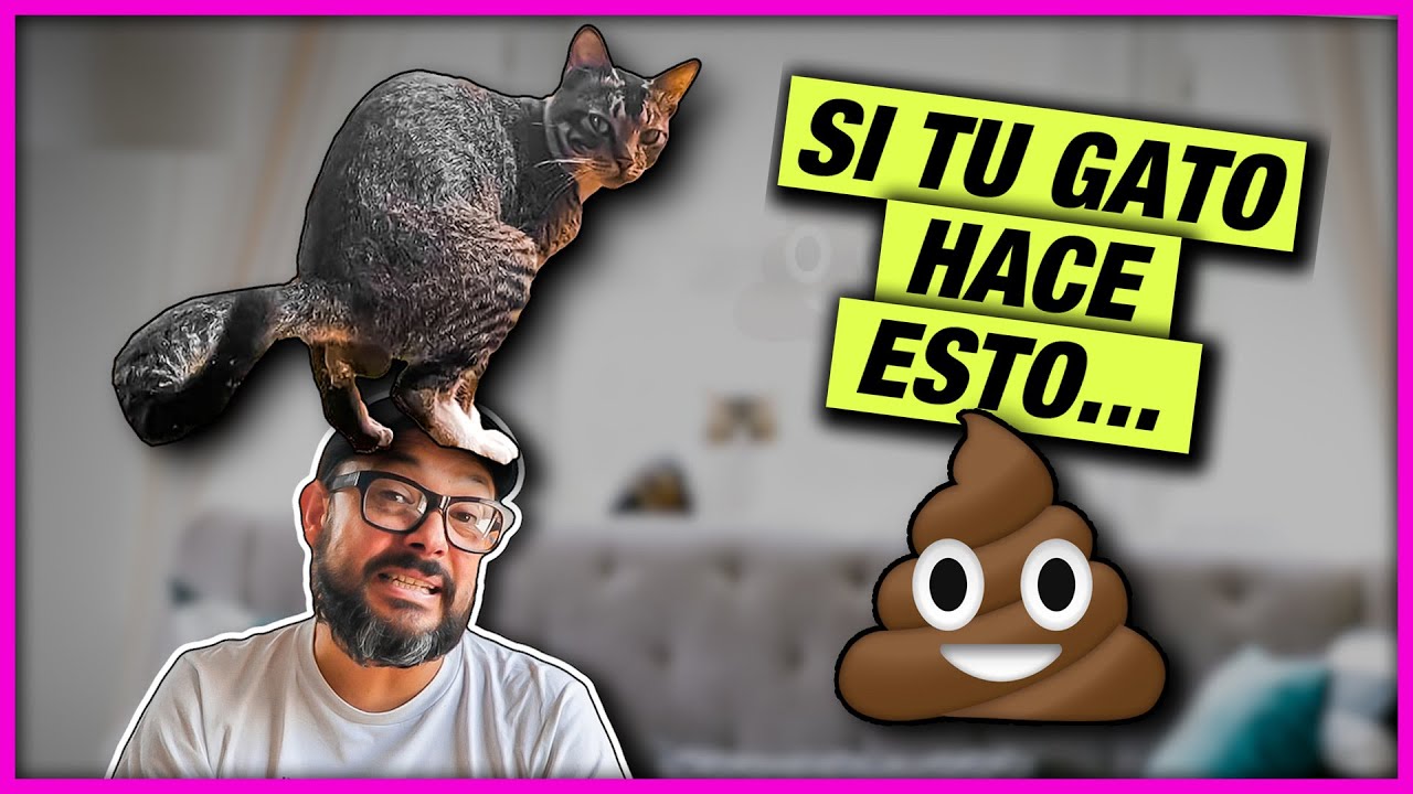 JAMÁS PERMITAS QUE TU GATO HAGA ESTO!!😺 LA GATERÍA TV - YouTube