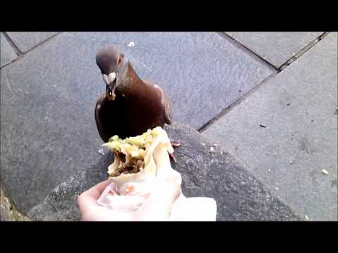 pigeon eating kebab - YouTube