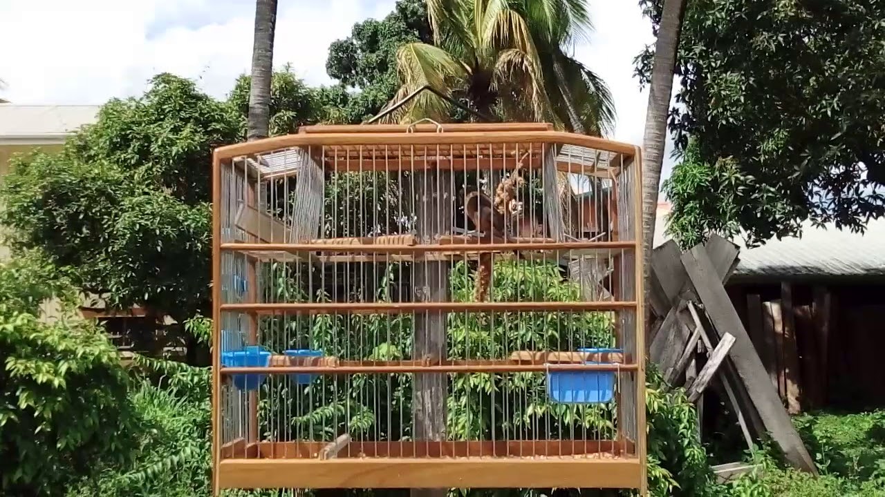 Trini bullfinch Brown Bird 4th August 2018 best bird for teacher by ...