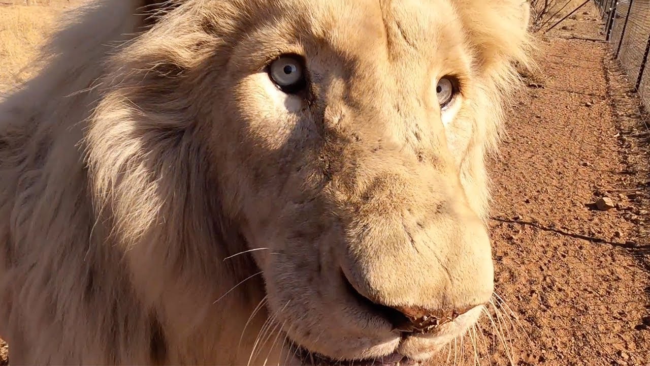 Walking with Lions George and Yame | The Lion Whisperer - YouTube