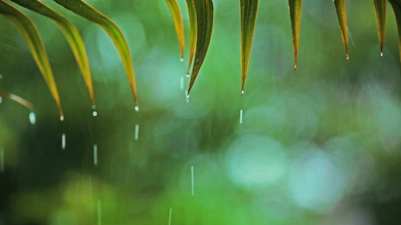 Relaxing Rain Sleep Sounds Peaceful Meditation Youtube