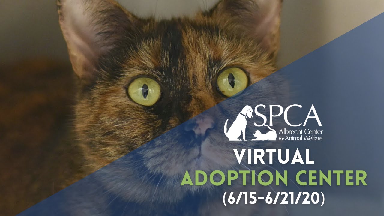 Virtual Cat & Dog Adoption 6/15/20 - 6/21/20 - YouTube
