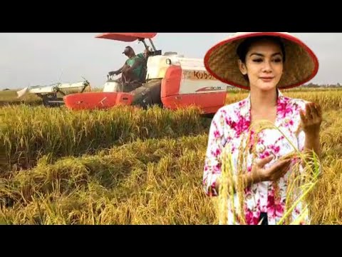 harvest rice using a large comb in the rice fields part 37 - YouTube