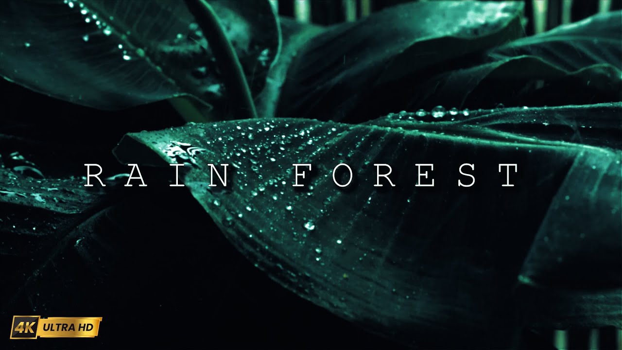 Rain Forest Cinematic 4K - YouTube