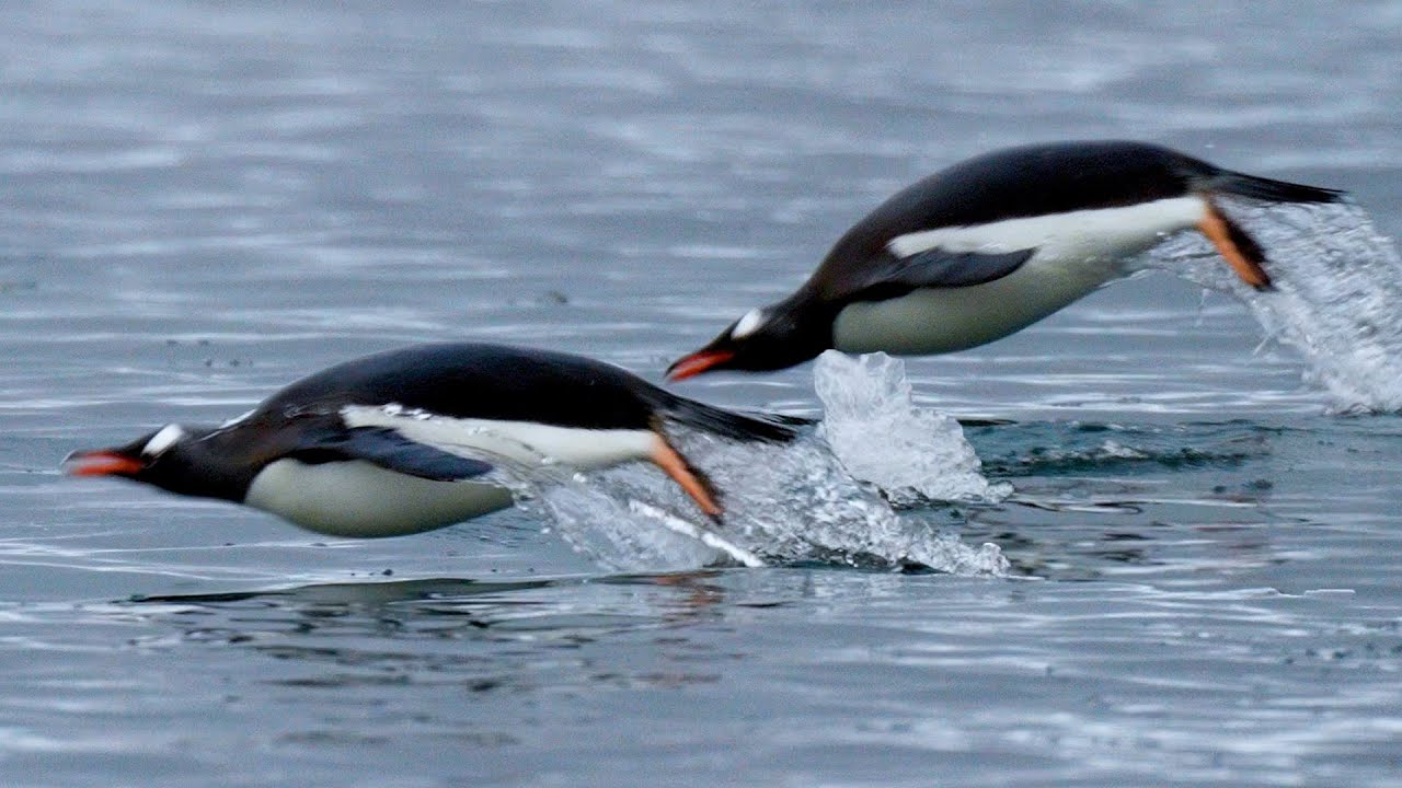 Penguins Swim so Fast Through Icy Waters | Discover Wildlife | Robert E ...